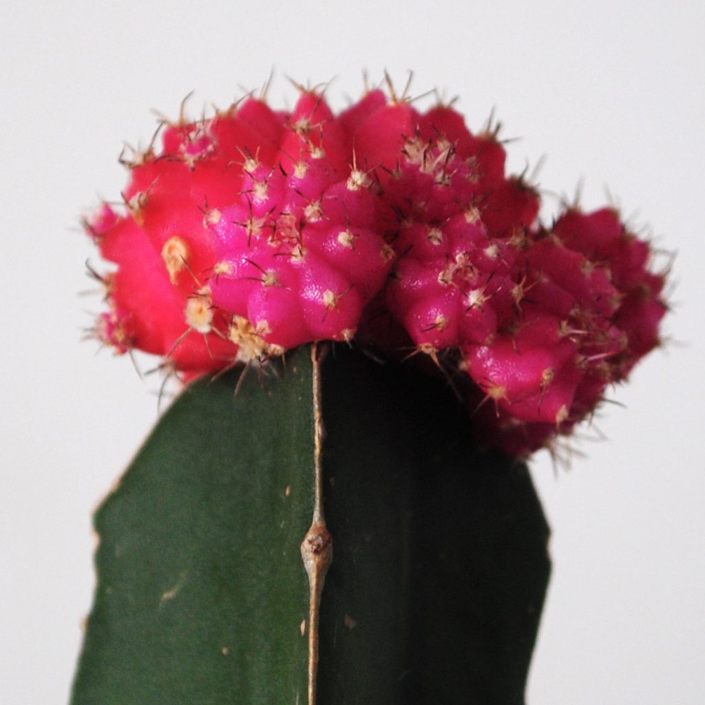 Cactus Injertado Chico en Maceta Plástica (consulta color disponible ...