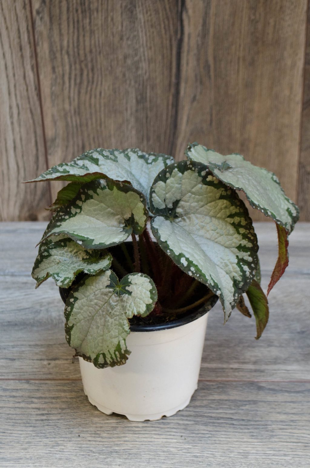 Begonia Silver | Encactus