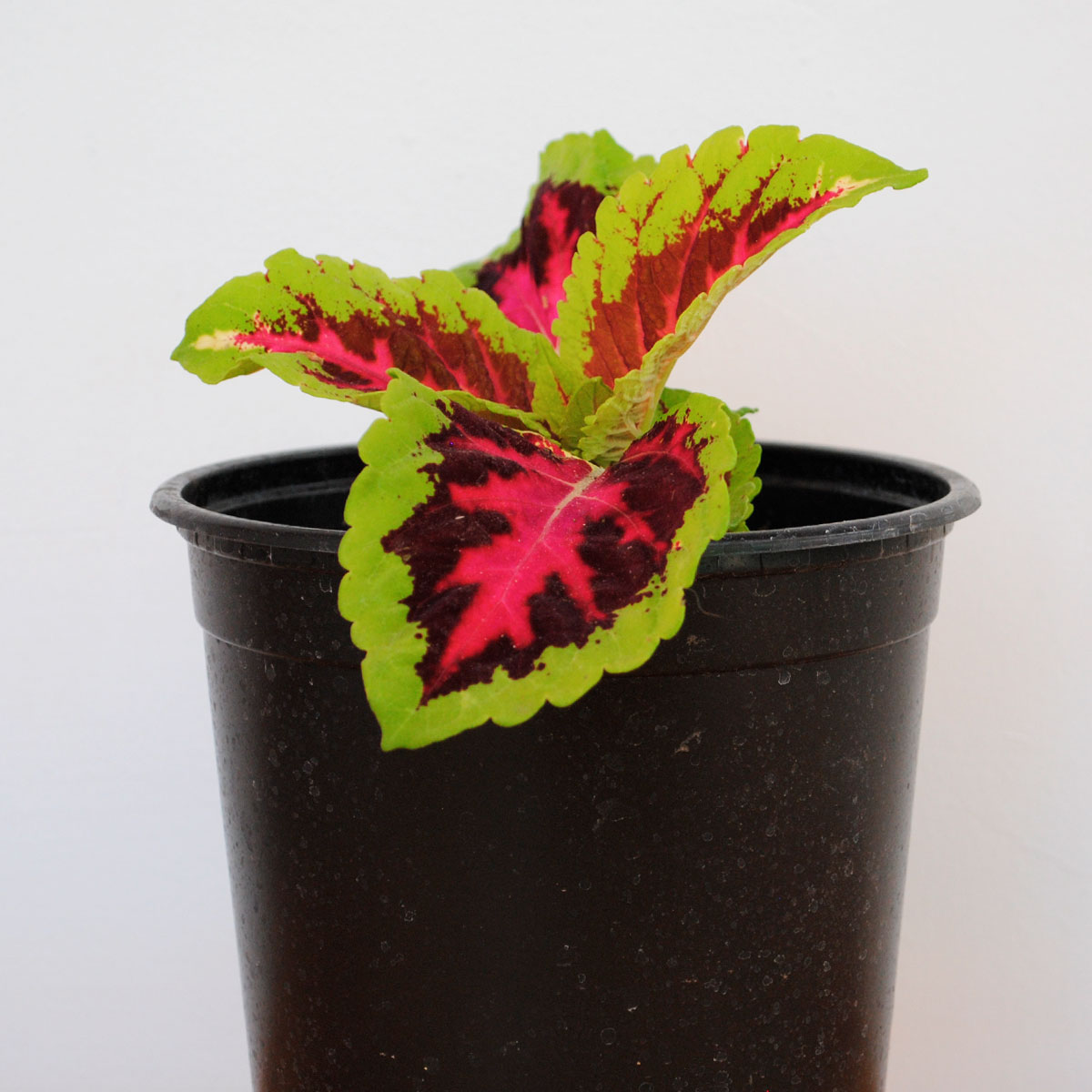 Coleus | Encactus Floral