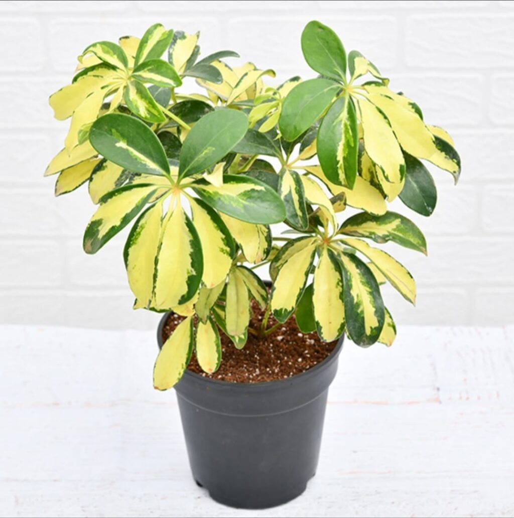 Schefflera Variegada | Encactus
