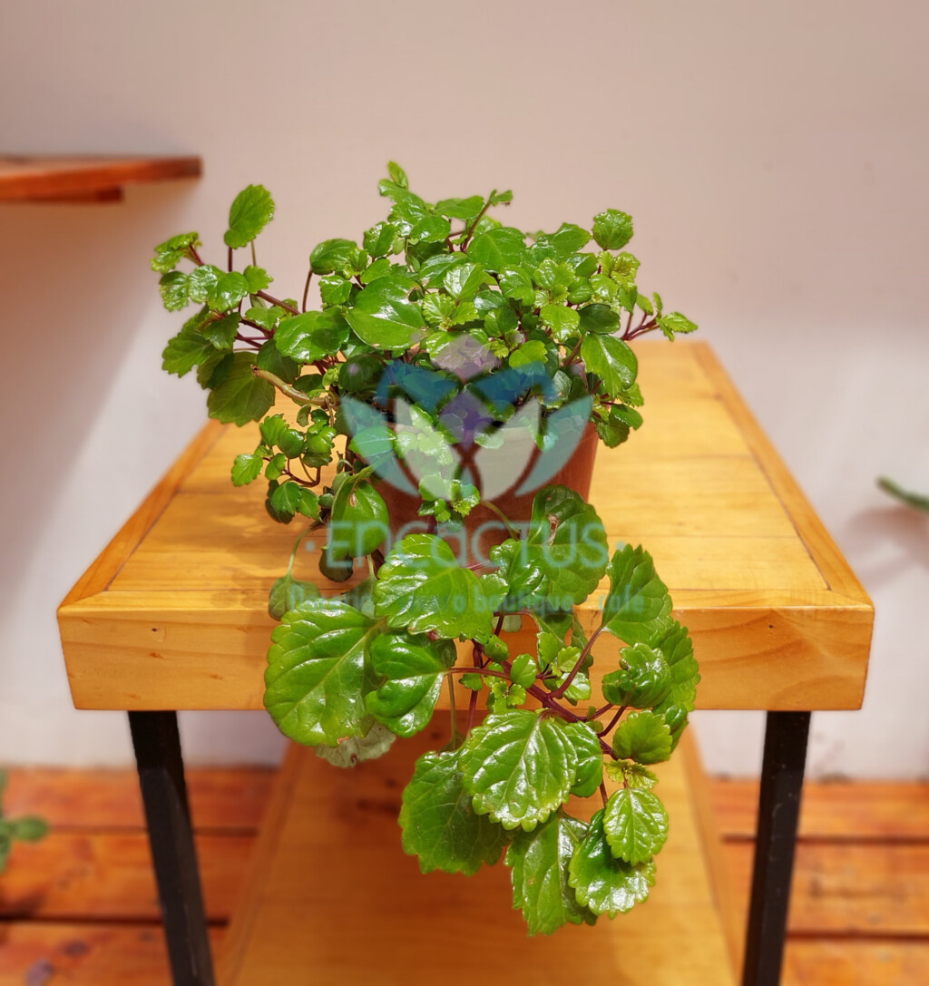 Dolar Verde grande | Encactus